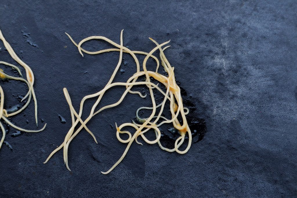 พยาธิเส้นด้าย สาเหตุ อาการ วิธีรักษา การป้องกัน