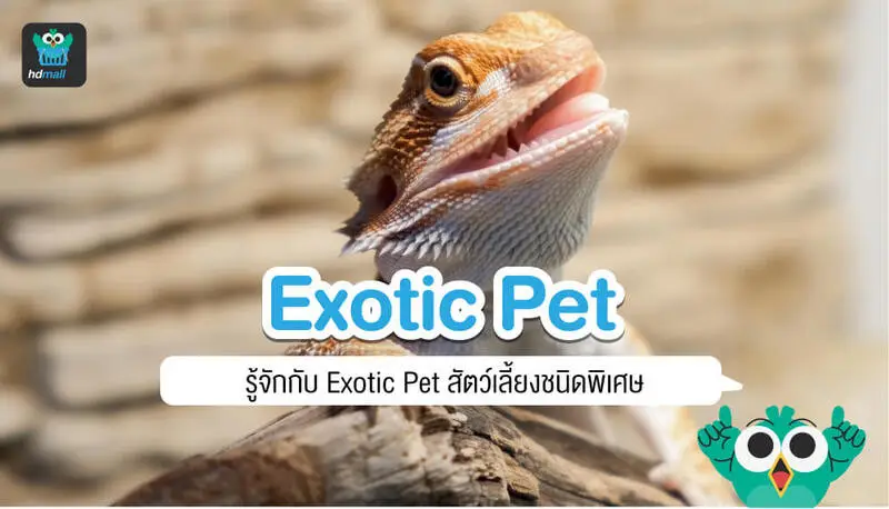 Exotic Pet คืออะไร มีสัตว์อะไรบ้าง อยากรับเลี้ยงต้องทำยังไง