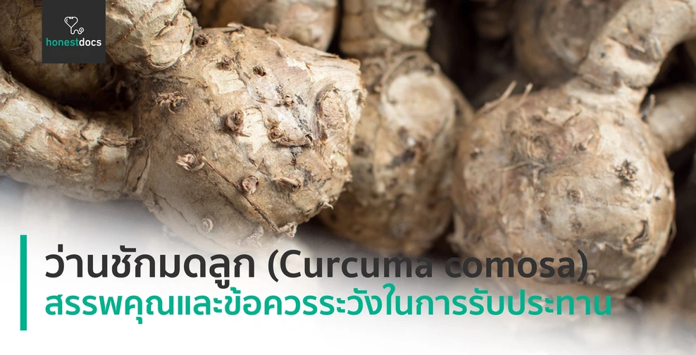 ว่านชักมดลูก (Curcuma comosa) สรรพคุณ ข้อควรระวัง