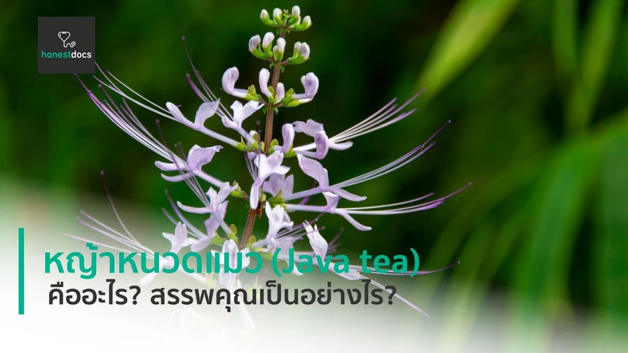 หญ้าหนวดแมว (Java Tea) ประโยชน์ สรรพคุณ ข้อควรระวัง
